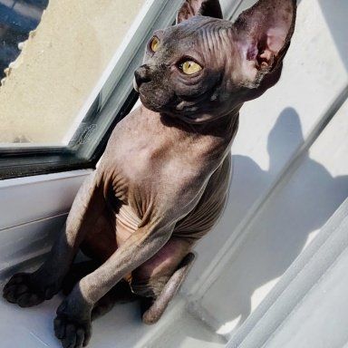 Sphynx red marks on neck | Sphynxlair