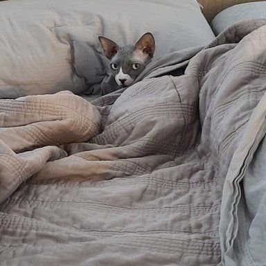 Sphynx vs Cornish Rex | Sphynxlair
